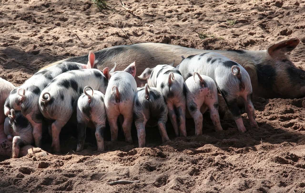 Lean Hog Investment: Why Betting on Pork Could be a Wise Move ...